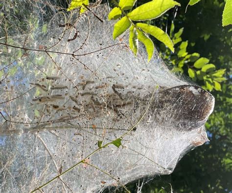 Garden Dilemmas Delights And Discoveries Ask Mary Stone Fall Webworm Vs Tent Caterpillars