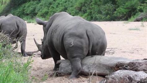 Discover Rhino In Africa Hooray Hippo Season 2 Episode 9 Apple TV
