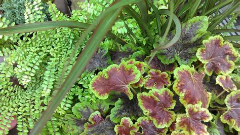 Mixing Foliage Lonicera Heuchera And Phormium Grass