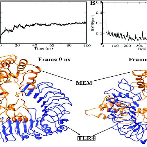 list of the top predicted mhc class ii peptide from pfgarp protein