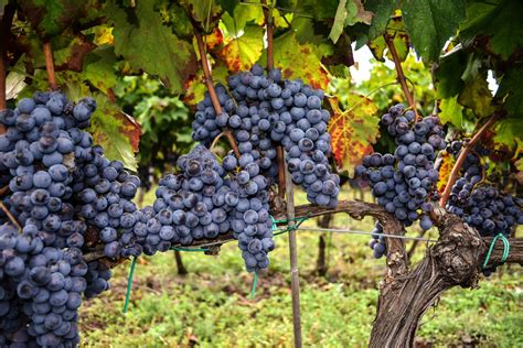 Valenti wines: flavors, aromas and emotions – The Silk Road