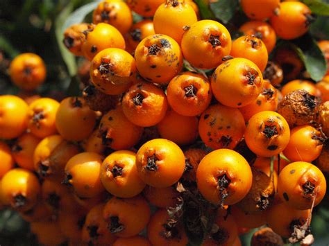 Безплатна снимка растение цвете оранжев храна продукция есен жълт флора горски плодове