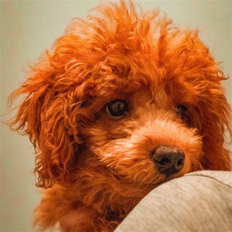 푸들 종류 크기와 털 색깔에 따라 다양하게 구분해요 비마이펫 라이프