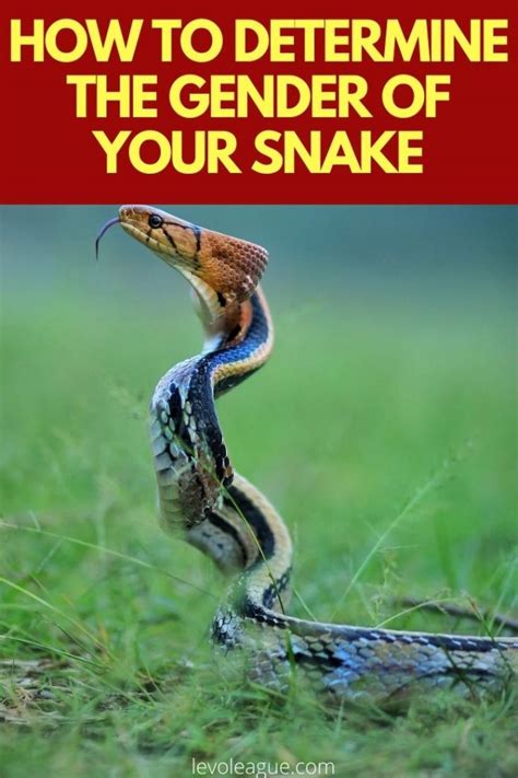 How To Determine The Gender Of Your Snake Levo League