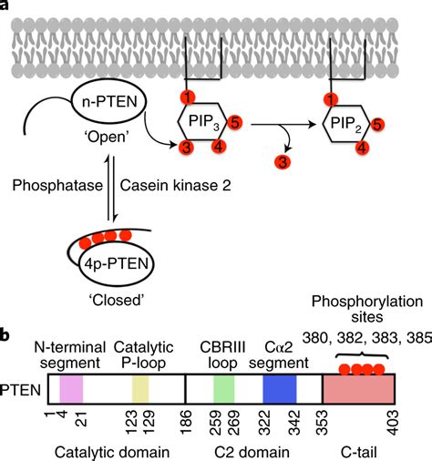 Phosphorylation Of Pten Influences Pip3 Hydrolysis A Phosphorylation Download Scientific