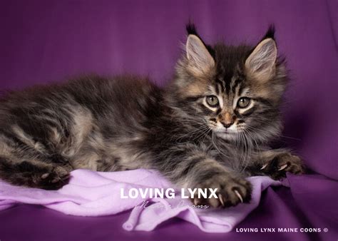Beautiful Fluffy Maine Coon Maine Coon Kittens For Sale Texas Posh