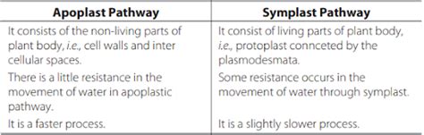 The Apoplastic And Symplastic Pathways For Water Transport