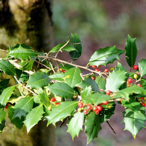 Backyard Basics How To Identify Native Trees In Your Backyard North Carolina Wildlife Federation