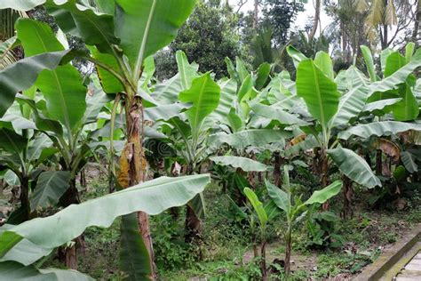 Banana Plant Stock Image Image Of Kind Leaf Agriculture 90205673