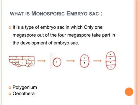 Types Of Embryo Sacpptx Biological Sciences Science