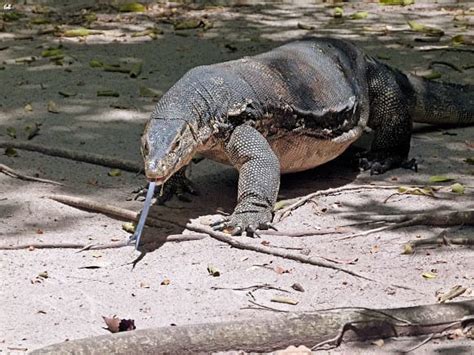 Asian Water Monitor Facts Habitat Diet Life Cycle Pictures
