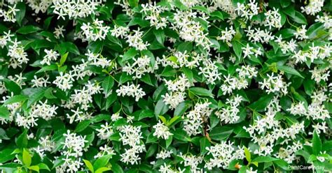 Star Jasmine Plant Care