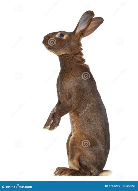 Lièvres Belges Sur Les Jambes De Derrière Disolement Sur Le Blanc Image Stock Image Du