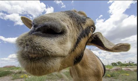 A Quick Introduction To Optical Distortion Correction