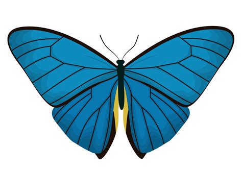 Realistic Blue Butterfly Illustration Blue Butterfly Vector Insect