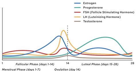 Bio 100 Menstrual Cycle And Sex Determination Flashcards Quizlet