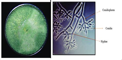 1 Morphology Of Trichoderma Spp Mass Production Of Trichoderma 1