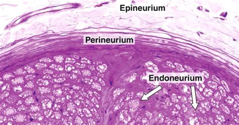 Peripheral Nerve Histology Cross Section