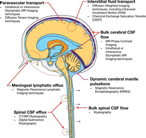 Current Concepts in Intracranial Interstitial Fluid Transport and the ...