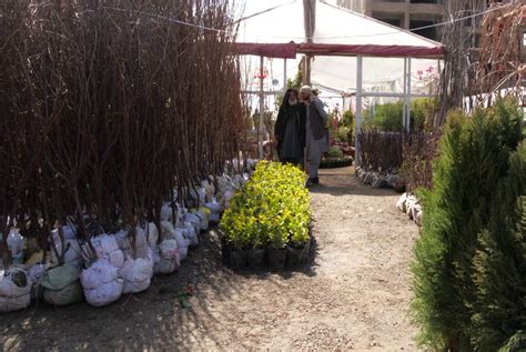 شکایت فروشند‌گان نهال و گل از کم‌رنگ شدن بازار فروش شان در کابل طلوع‌نیوز