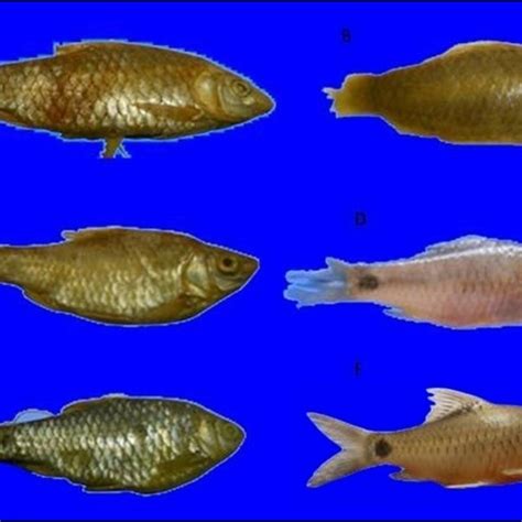 General Body Shape And Appearance Of Puntius Viridis And Relative