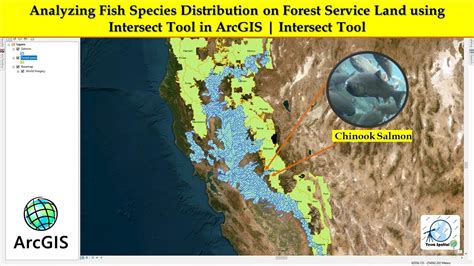 Analysing Fish Species Distribution On Forest Land With Intersect Tool In ArcGIS Intersect