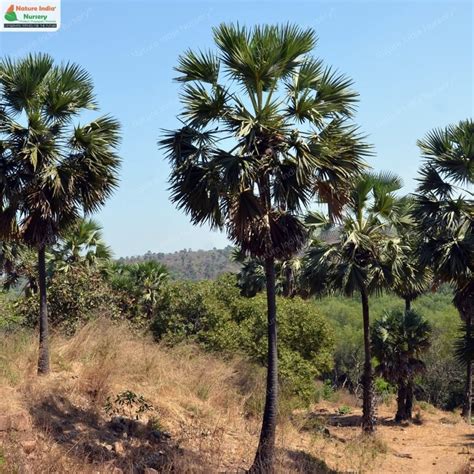 Buy Borassus Flabellifer Plant In Bulk Online Nature India Nursery