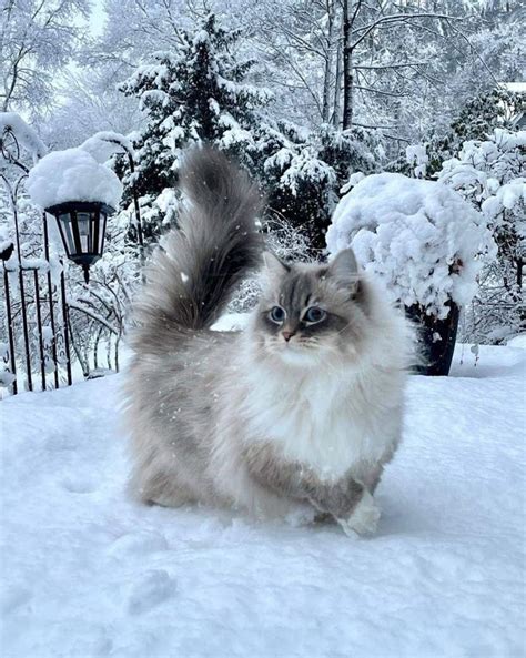 Пин от пользователя Пинер на доске Snow Kitties 😻 в 2025 г Детеныши