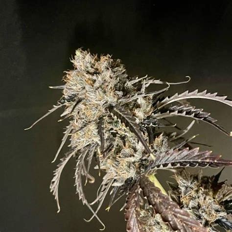Alien Diesel | Master Sensei Genetics