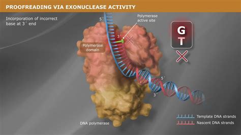 DNA Replication With A Proofreading Polymerase NEB