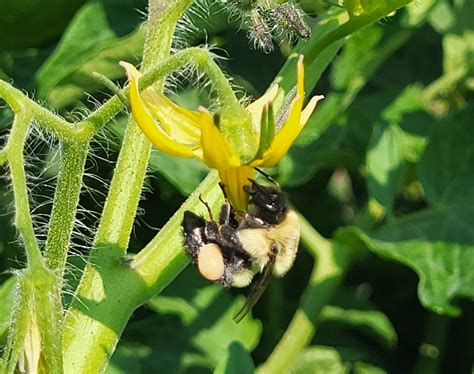 Michigan Vegetable Crop Report August 6 2025 Vegetables