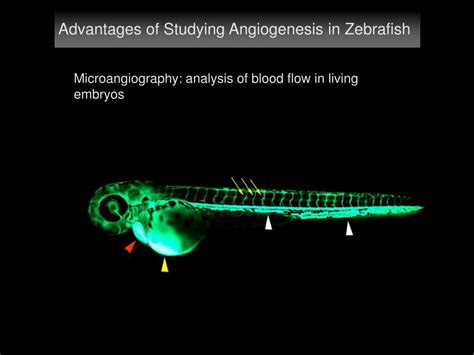 Ppt Utility And Use Of Zebrafish As Model For Understanding