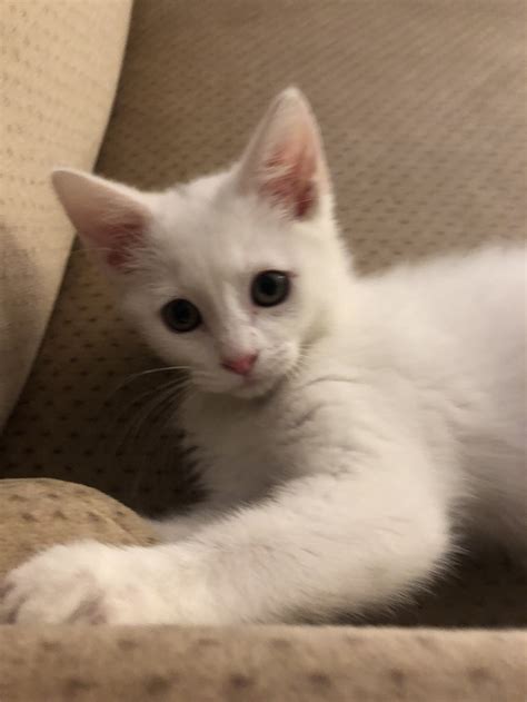 White Kitten With Blue Eyes For Adoption