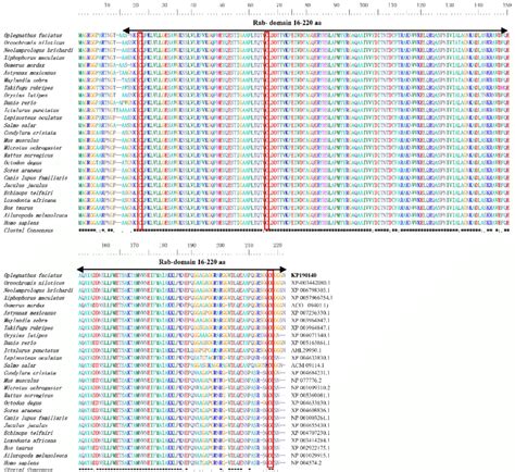 multiple sequence alignment of rab 5c homologs from different taxa the