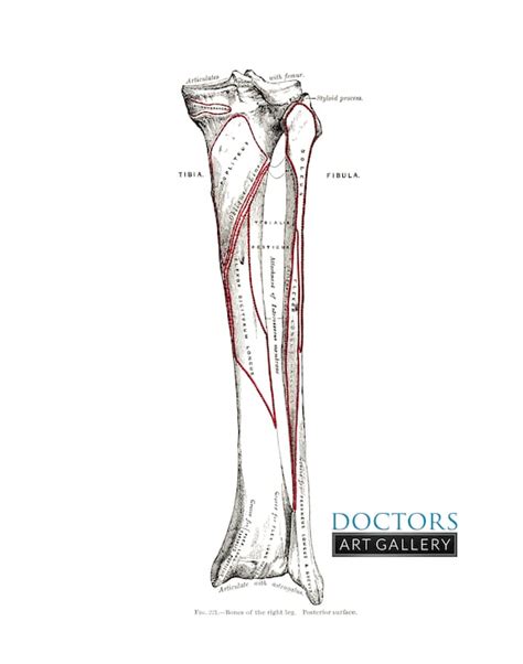 Tibia And Fibula Labeled