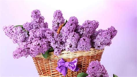 丁香花的美丽与寓意（探寻丁香花的花语与象征意义）花植网