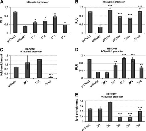 Repression Activity And Dna Binding Of Snail1 And Snail2 To The Human