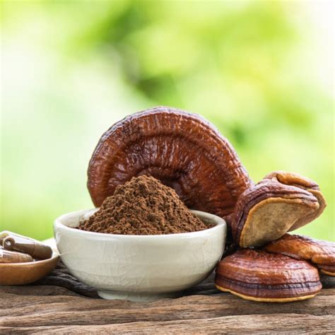 Bioavailability Get The Most Benefit From Medicinal Mushrooms