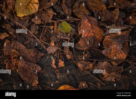 Leaves In Various Stages Of Decomposition Offering A Glimpse Into The