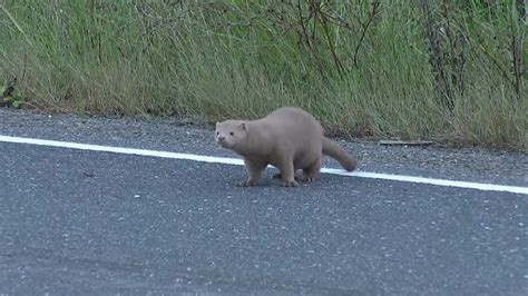 Mink Release Can Have Severe Impact On Ecosystem Wnep Com