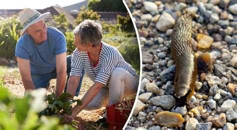 Як позбутися слимаків на городі в домашніх умовах народний засіб від слимаків Главред