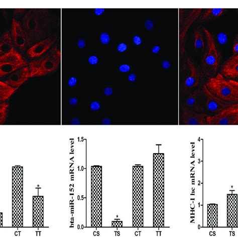 Cell Identification And Expression Of The MHC Class I MHC I Heavy Download Scientific