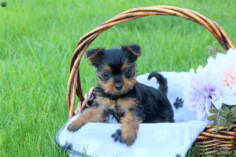 How Much Are Yorkie Chihuahua Mix Puppies