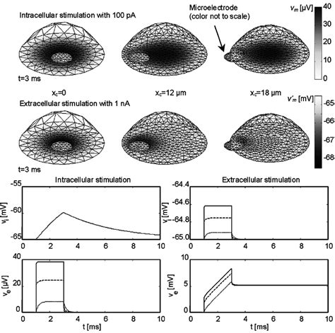 Fem Simulation Of Intracellular And Extracellular Stimulation With Download Scientific Diagram