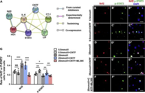Cntf And Nrf2 Are Coordinately Involved In Regulating Self Renewal And
