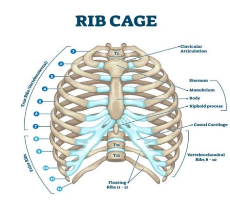 What Is The Difference Between Male And Female Ribs At Jordan Perdriau Blog