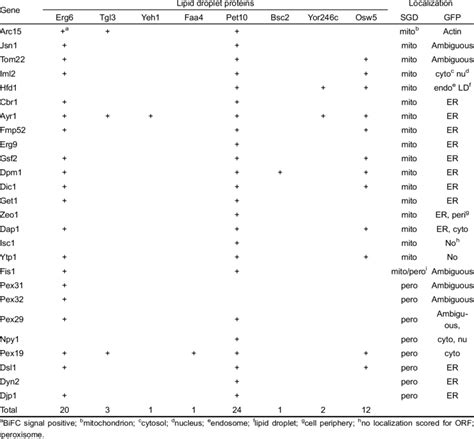 Protein Protein Interactions Identified By Bifc Assay In S Cerevisiae Download Table