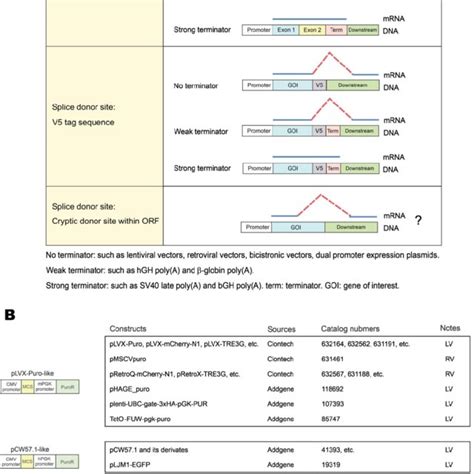 Three Types Of Vector Dependent Aberrant Splicing A Summary Of Three