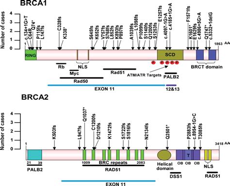 Schematic Representation Of Brca1 2 Deleterious Mutations In Functional Download Scientific