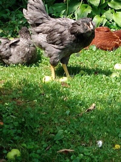 Attachments In Thread 15 Week Old Easter Egger Trying To Mate With